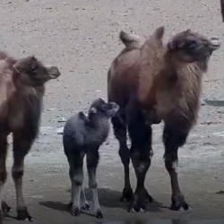 Rare footage shows wild camels with offspring in NW China - CGTN