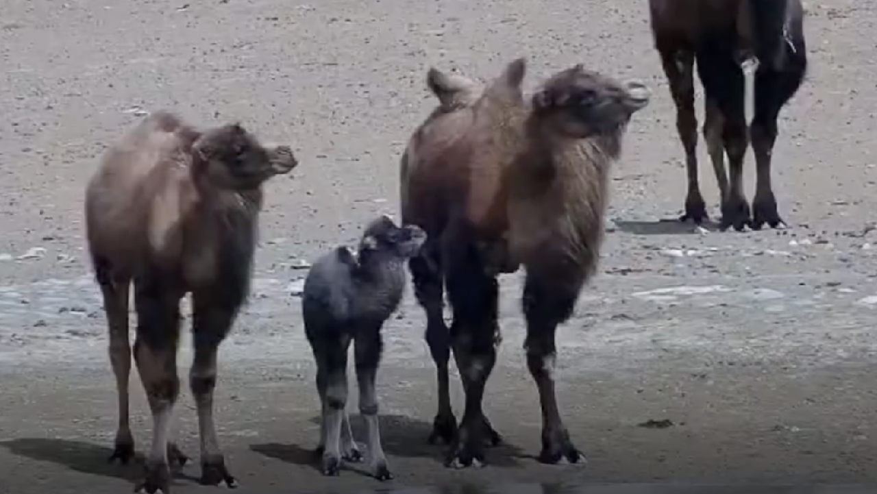 Rare footage shows wild camels with offspring in NW China - CGTN