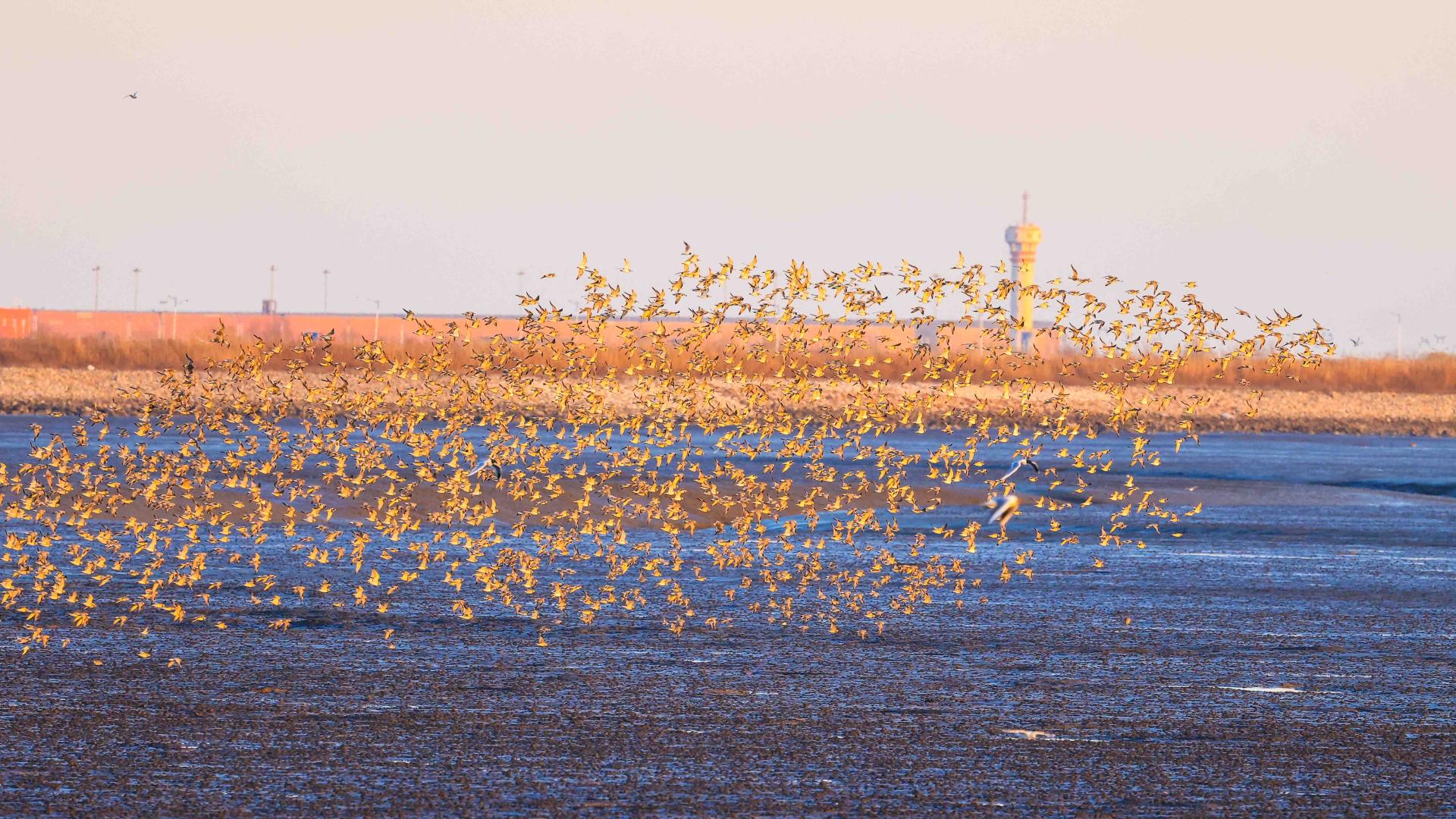 'Bird wave': One of the most wonderful views on Earth - CGTN