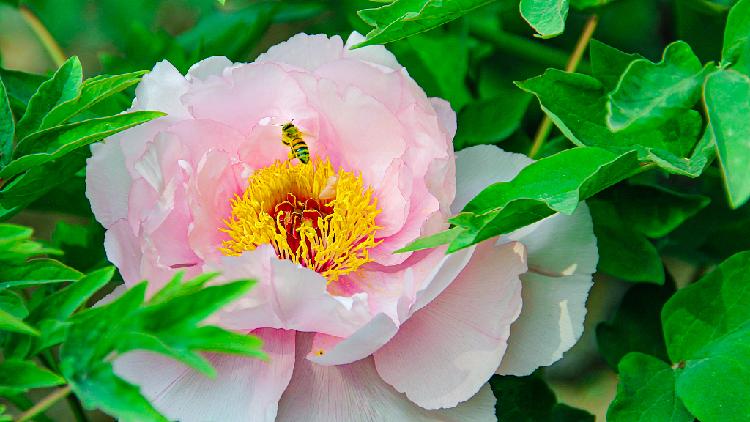 Live: Enjoy blooming peonies in Heze City, the peony capital of China - CGTN