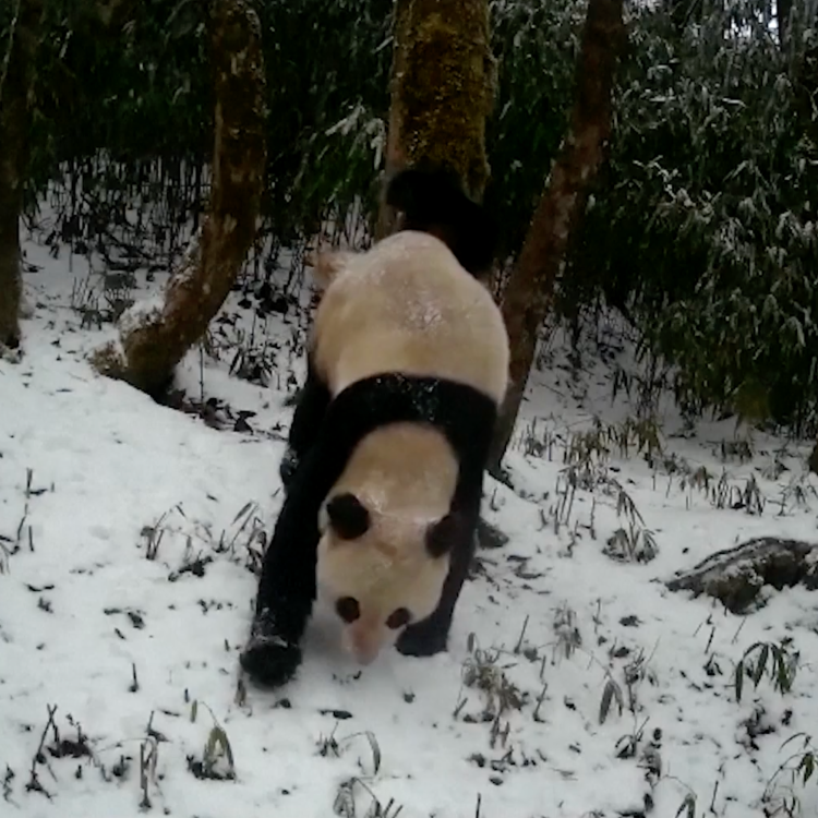 Growing number of wild giant pandas spotted in Sichuan national park - CGTN