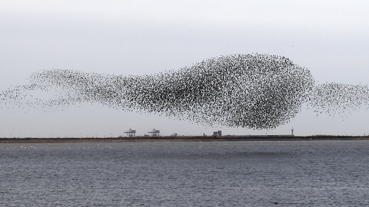 Live: Get closer to 'bird wave' at Yalu River estuary - CGTN