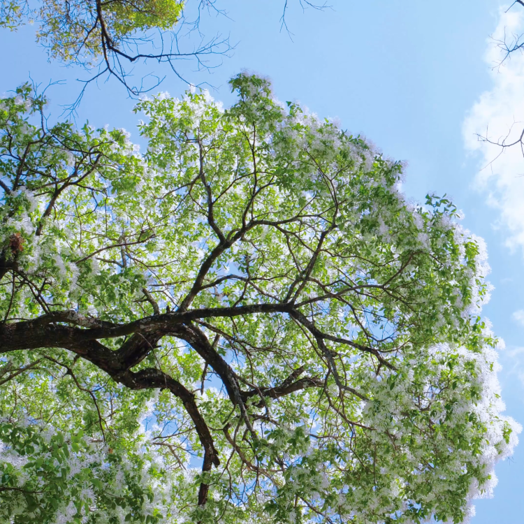 Look for 'April snow' in an ancient village in SW China - CGTN