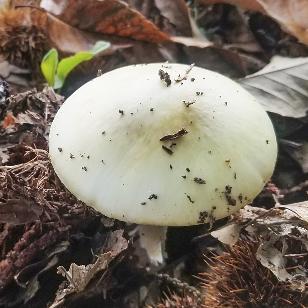 Springtime wild mushrooms and other plants with high toxicity - CGTN