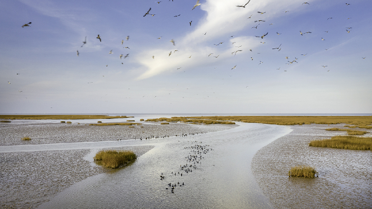 Live: Explore the Yellow River Delta National Nature Reserve - CGTN