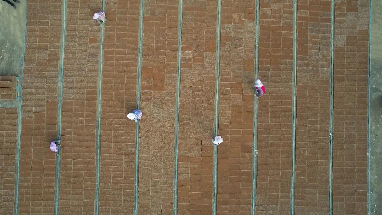 China's spring sowing rolls on as 9m hectares planted - CGTN