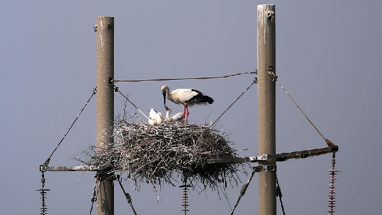Live: Oriental white storks enter peak incubation period in Dongying - CGTN