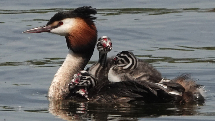 Great crested grebe parents take good care of their babies - CGTN