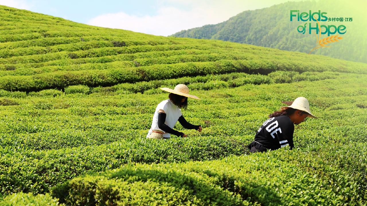 Guyu tea – final call in springtime - CGTN