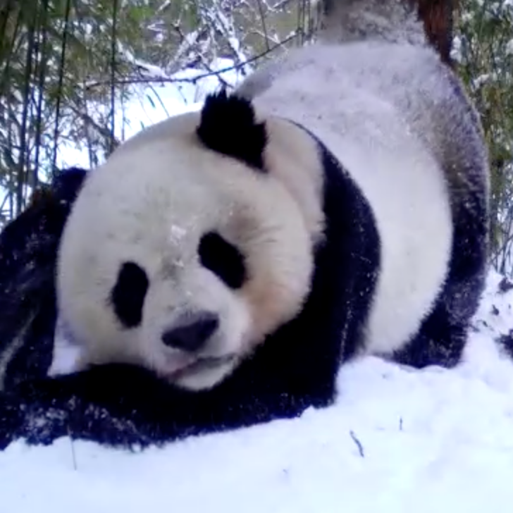 Who can blame a naughty but cute panda? - CGTN