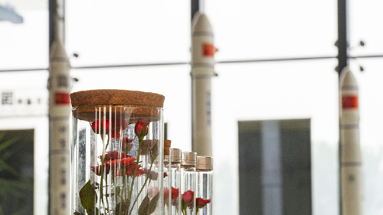 Expert: China achieving remarkable outcomes in space breeding - CGTN