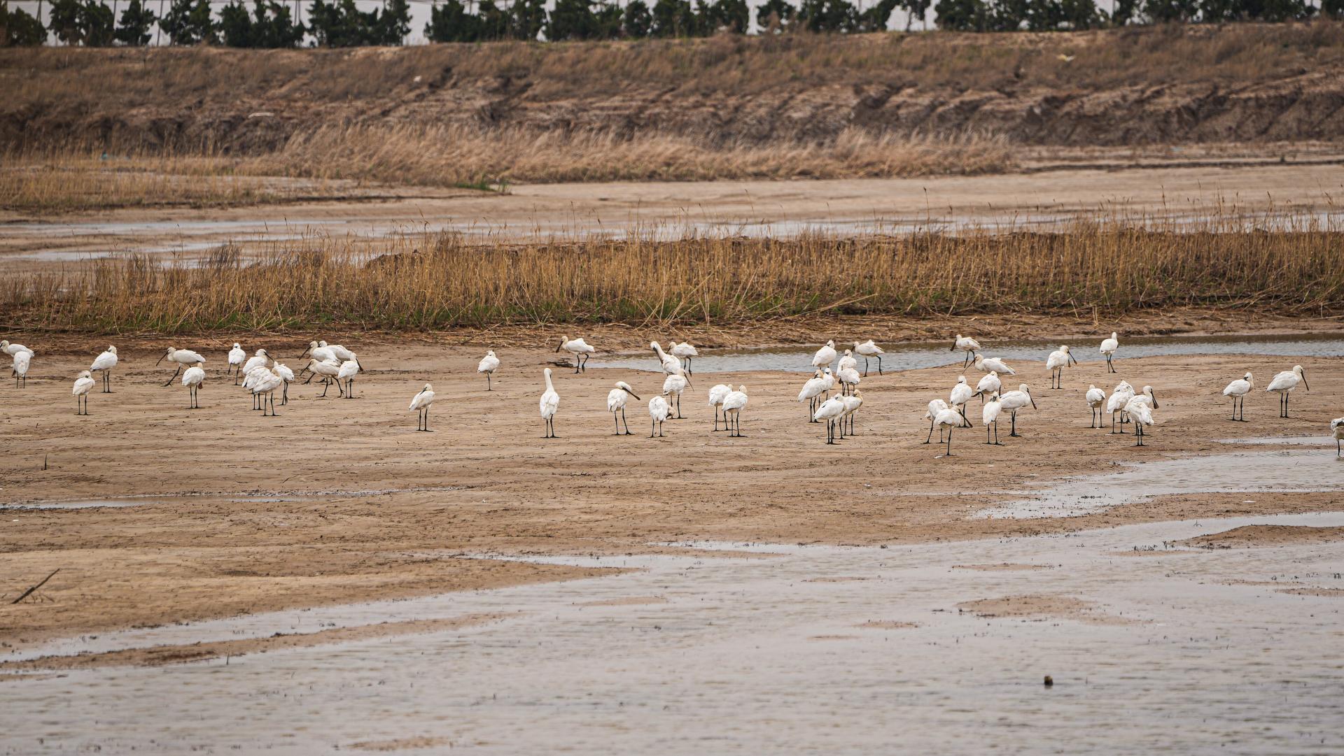 Birds species increase in the Yellow River Delta National Nature ...