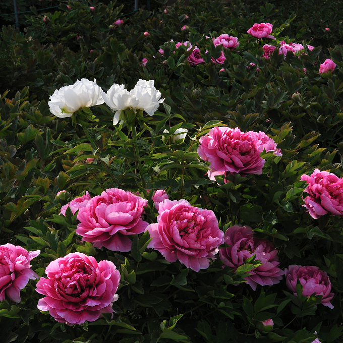 Live: Blooming peonies at China National Flower Garden in Luoyang - CGTN