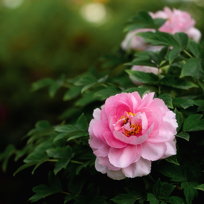 Live: Blooming peonies at China National Flower Garden in Luoyang - CGTN