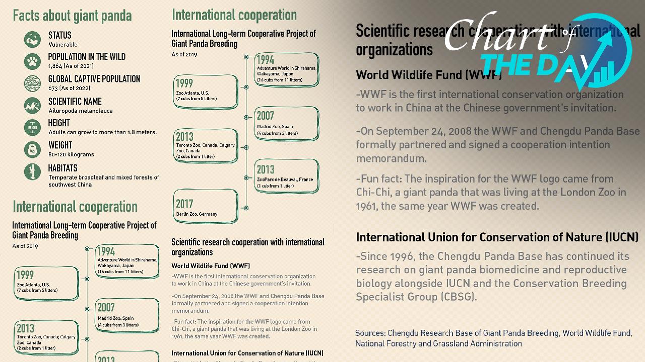 Chart of the Day: Facts about giant pandas - CGTN