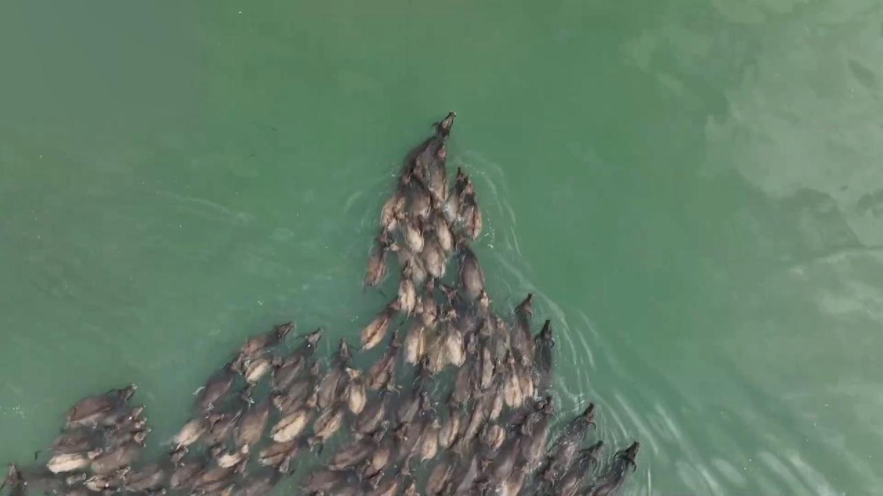 Hundreds of cattle cross the river - CGTN
