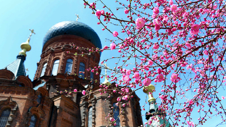 Flower festival among colorful springtime offerings - CGTN