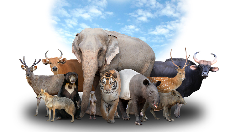 China enhances wildlife protection as law takes effect - CGTN