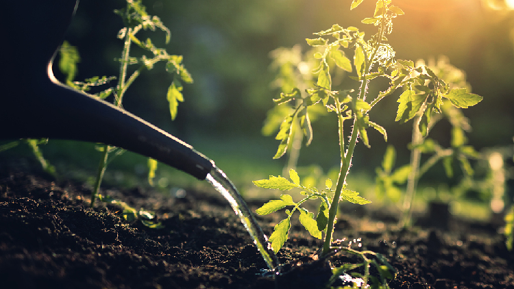 Israeli researchers reveal secret language of plants - CGTN