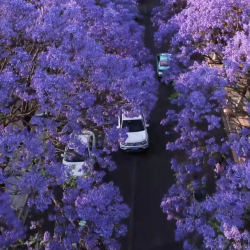 Live: The beauty of jacaranda blossoms in the 'kingdom of flowers' - CGTN