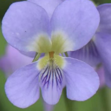 New rare species of viola discovered in China's Guangdong - CGTN