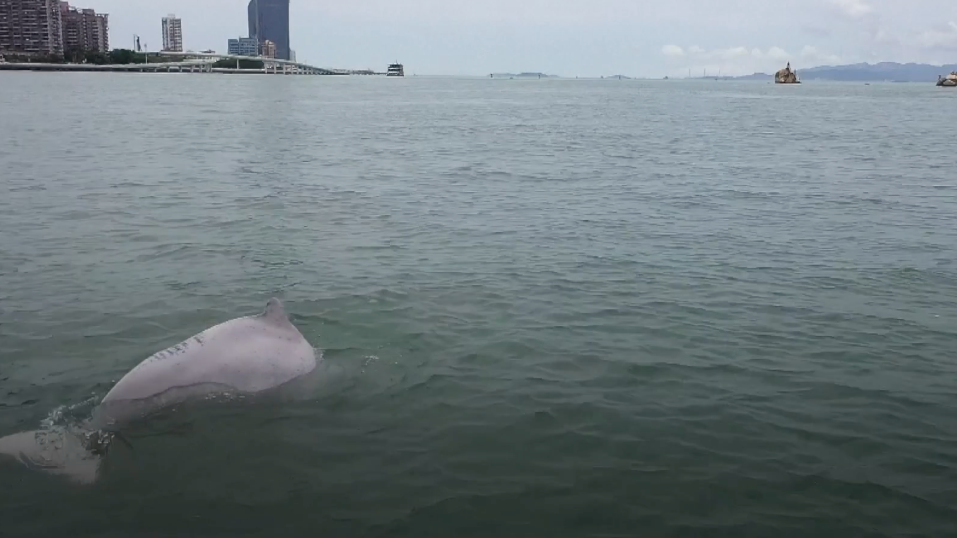 Rare Chinese white dolphins spotted in waters off Xiamen - CGTN
