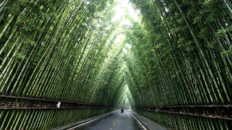 Bamboo-lined road in Xi'an makes splash online - CGTN