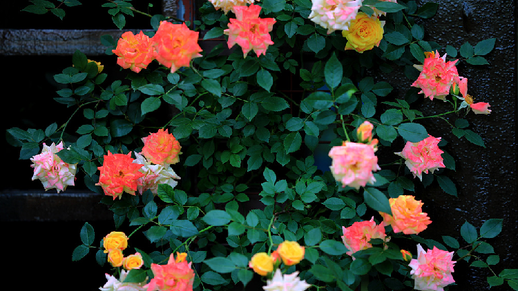 Chinese roses in Huai'an burst into color - CGTN
