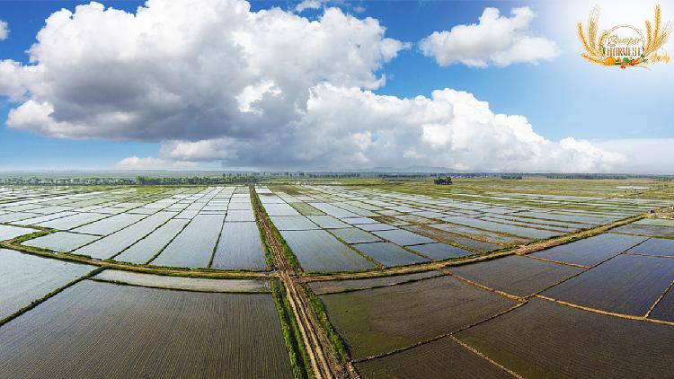 Live: China's Heilongjiang Province goes high-tech in rice planting - CGTN