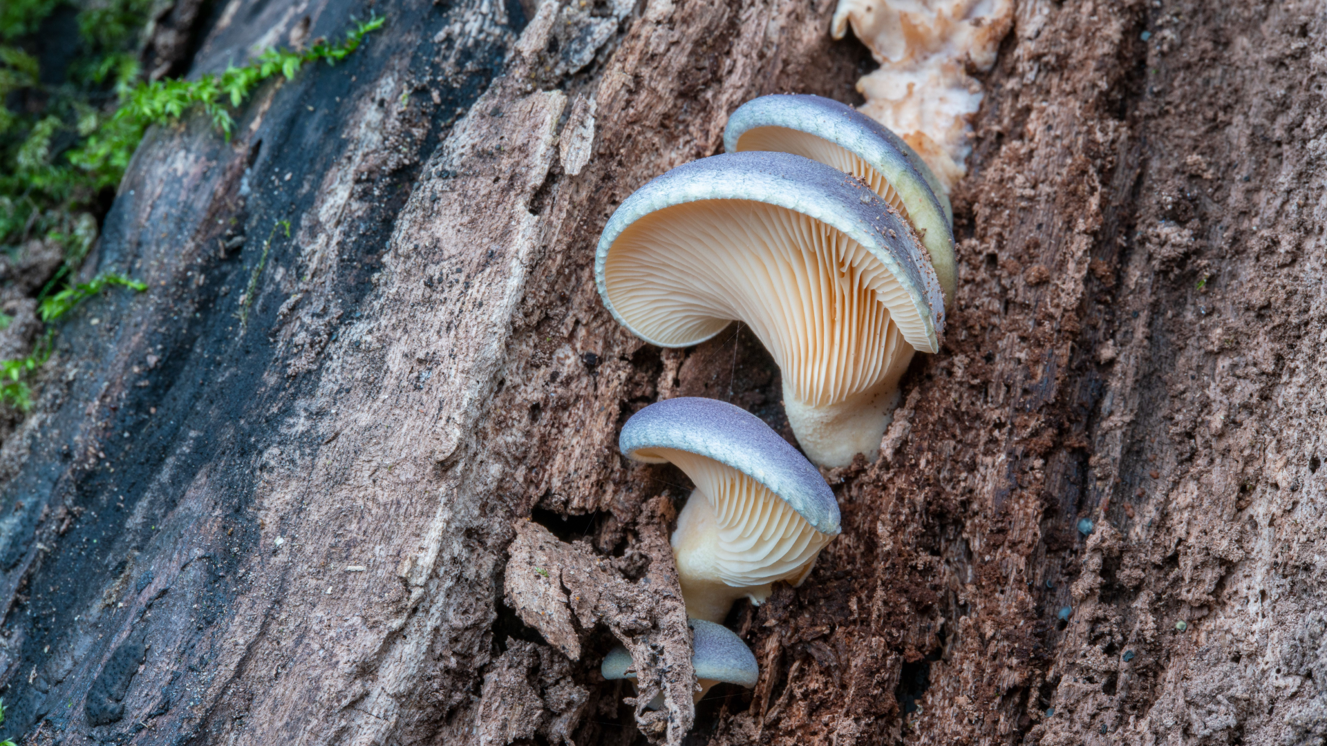 New fungus species found in E China's national park - CGTN