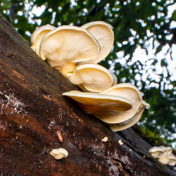 New fungus species found in E China's national park - CGTN