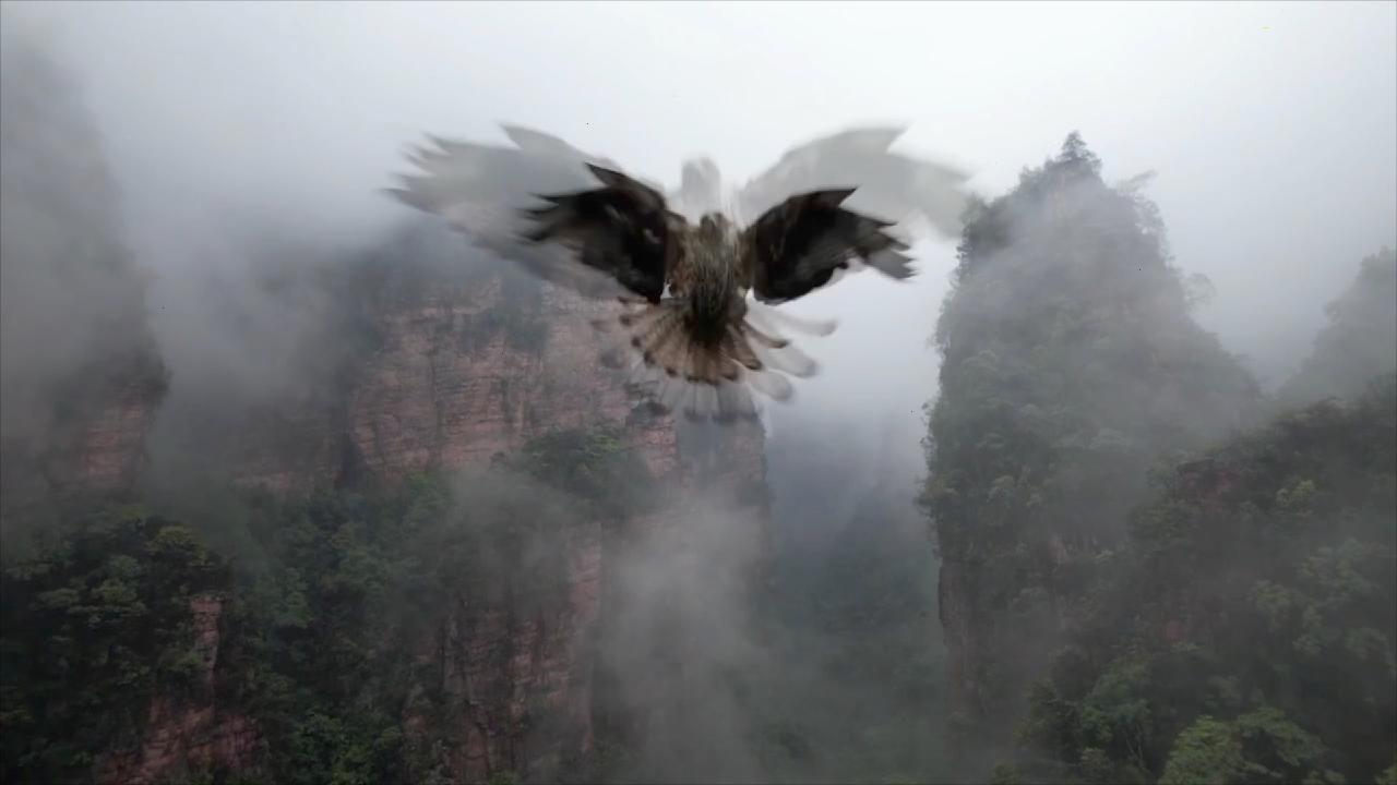 Super fast! Fierce bird captures drone - CGTN