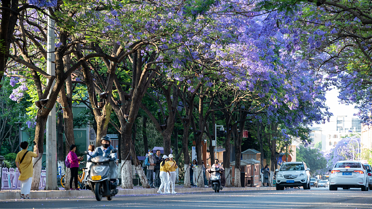 Live: Bloom of the Jacaranda in southwest China's Kunming - CGTN