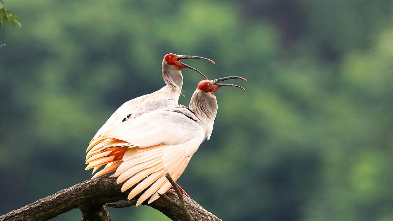 Baby crested ibises hatch at central China nature reserve - CGTN