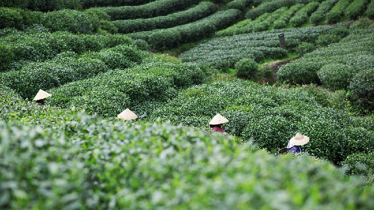 International Tea Day: Bringing people together over a cup of tea - CGTN