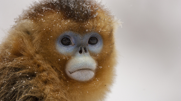China downgrades endangered level of nearly 500 wild species - CGTN