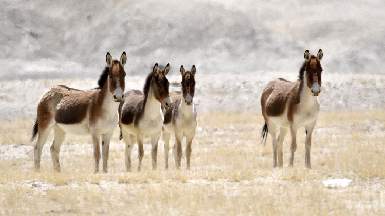 Wild donkeys roam the meadows of Xizang - CGTN