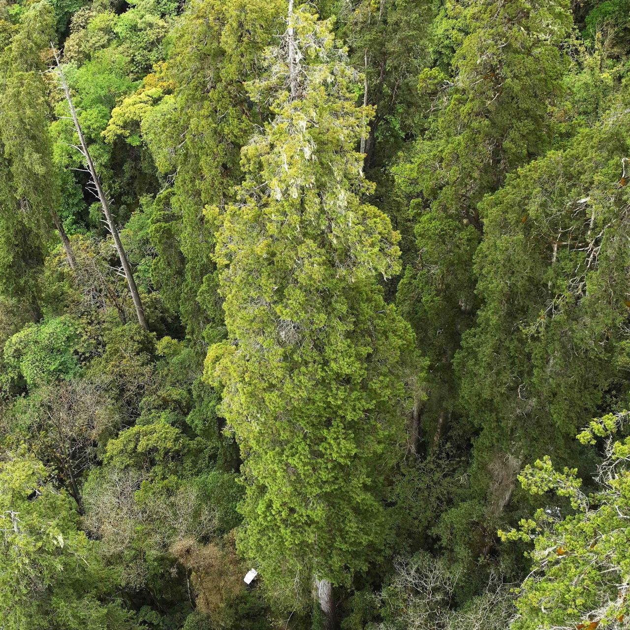 102.3 meters! The tallest tree in Asia found in Xizang, China - CGTN