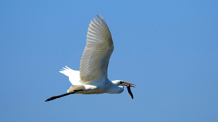 Live: How egret birds raise their kids at the Caofeidian Wetland Park ...