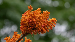 Rare plant under first-class protection discovered in SW China - CGTN