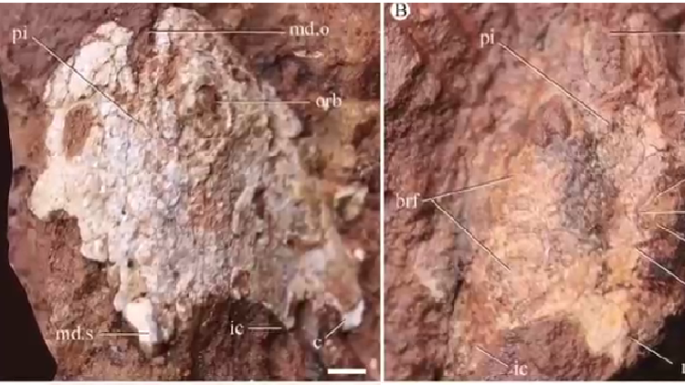 438-million-year-old fish fossil discovered in east China - CGTN