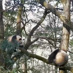 Wild giant pandas embark on migration in search of fresh bamboos - CGTN