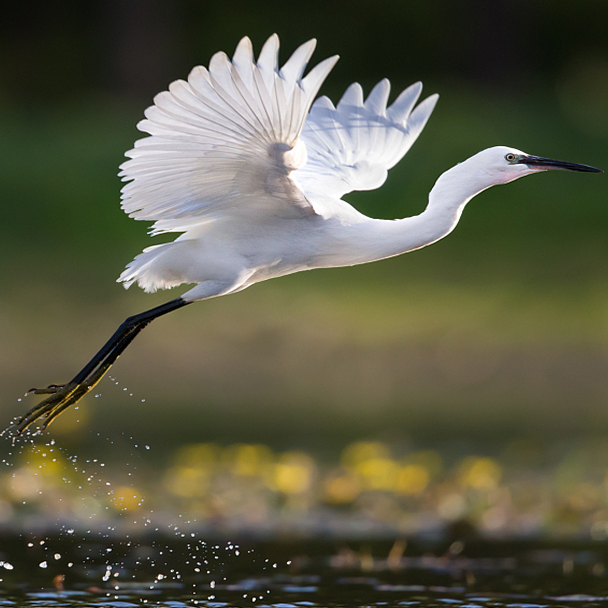 Live: How egrets raise their kids at the Caofeidian Wetland Park - CGTN