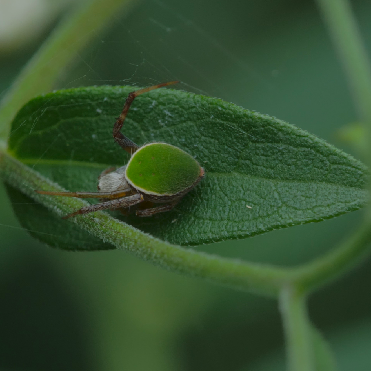 Greater Bay Area Series is coming May 31 - CGTN