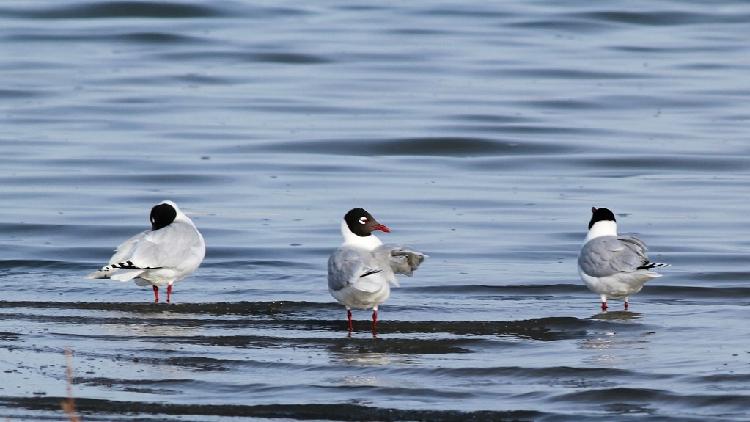 Live: Endangered relict gulls in N China's nature reserve – Ep. 3 - CGTN