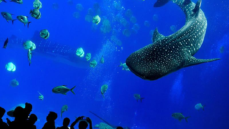 Theme park unveils mystery of ocean - CGTN