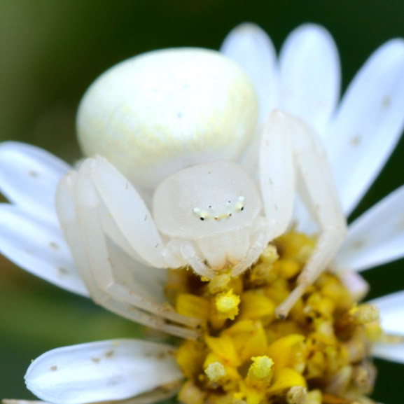 Greater Bay Area Series | Episode 1: The crab spider's menu - CGTN