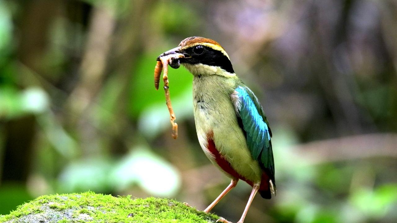 Greater Bay Area Series | Episode 2: Fairy pitta - CGTN