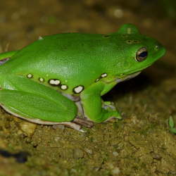 Greater Bay Area Series | Episode 3: Chinese flying frog - CGTN