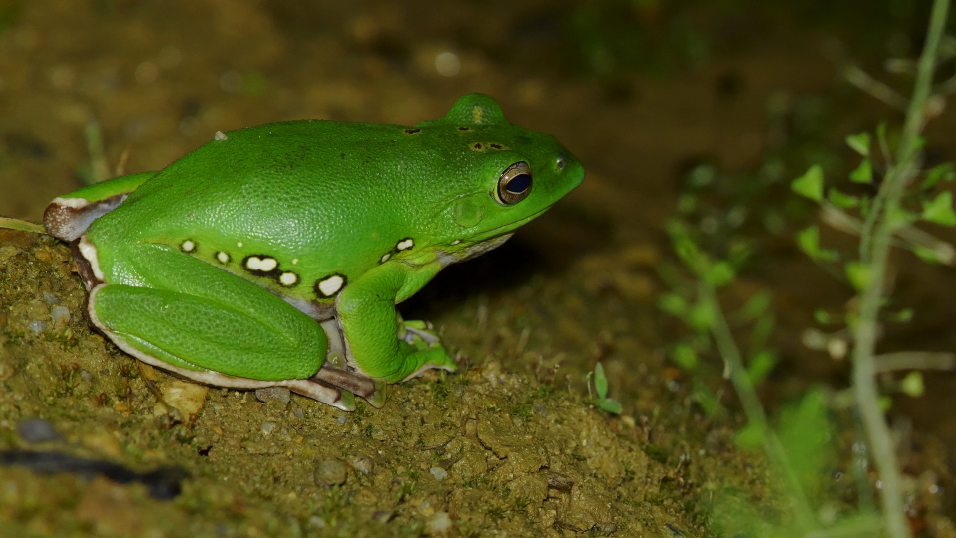 Greater Bay Area Series - Journeys in Nature | CGTN